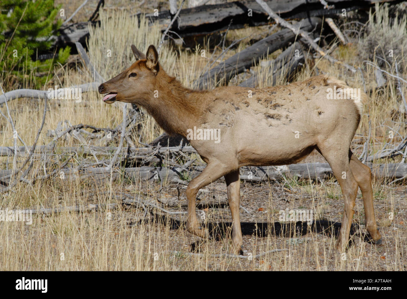 Baby elk and mom hi-res stock photography and images - Alamy