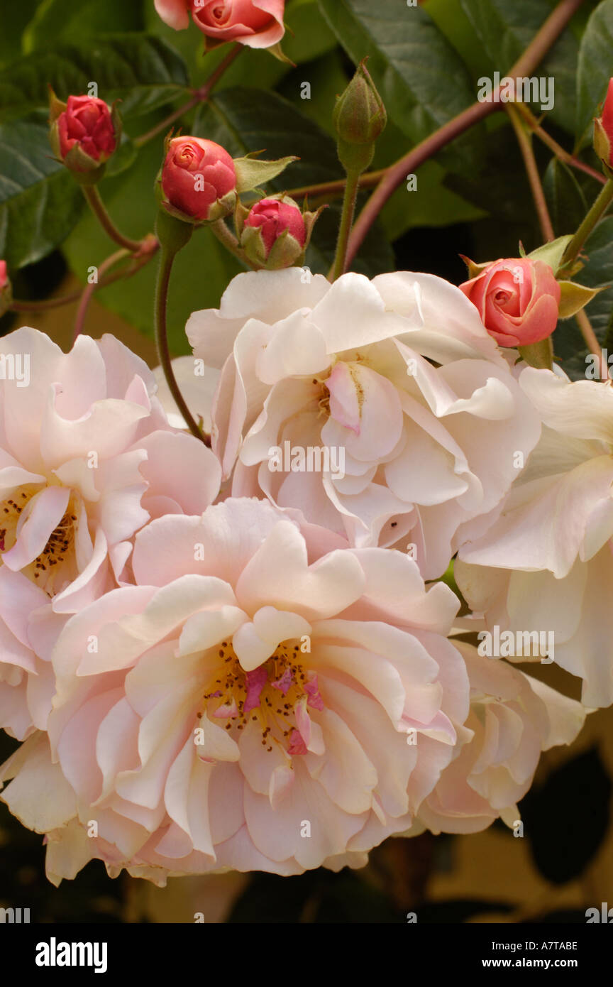 Hybrid musk shrub rose cornelia hi-res stock photography and images - Alamy