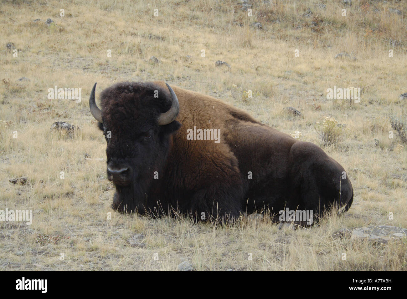 Strong bison hi-res stock photography and images - Alamy