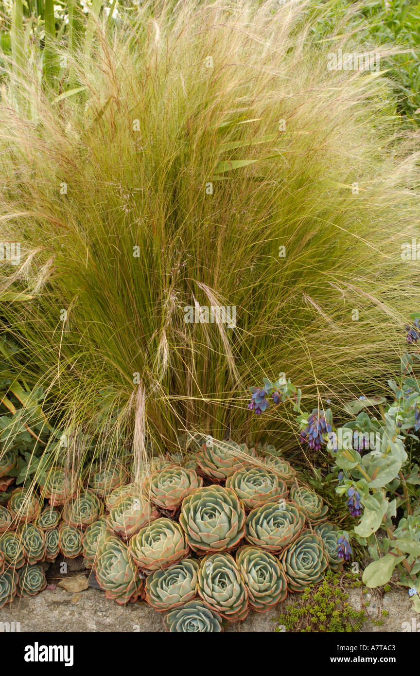 Mexican Feather Grass and Echeveria Vignette Fort Mason Community ...