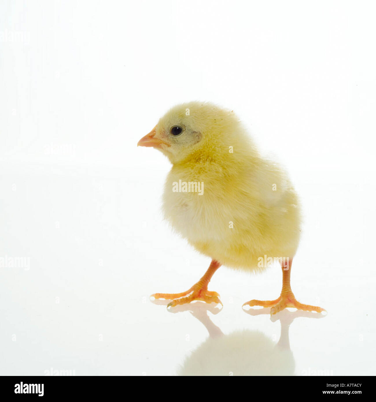 Shape profile shapes profiles hi-res stock photography and images - Alamy