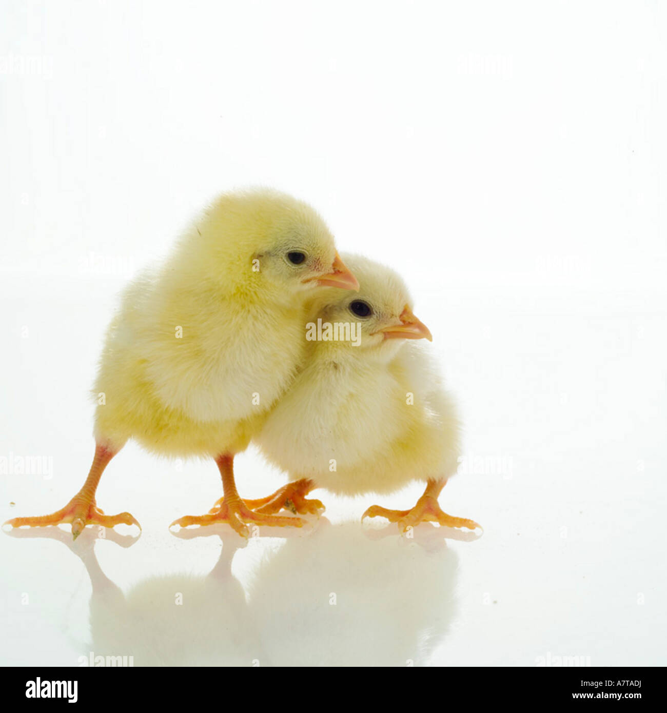 Close-up of two chicks against white background Stock Photo - Alamy