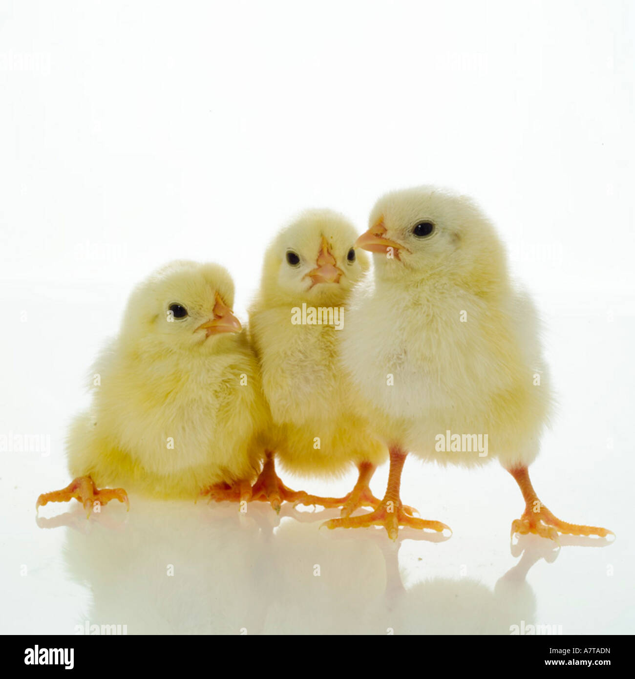 Three shapes cut out hi-res stock photography and images - Alamy
