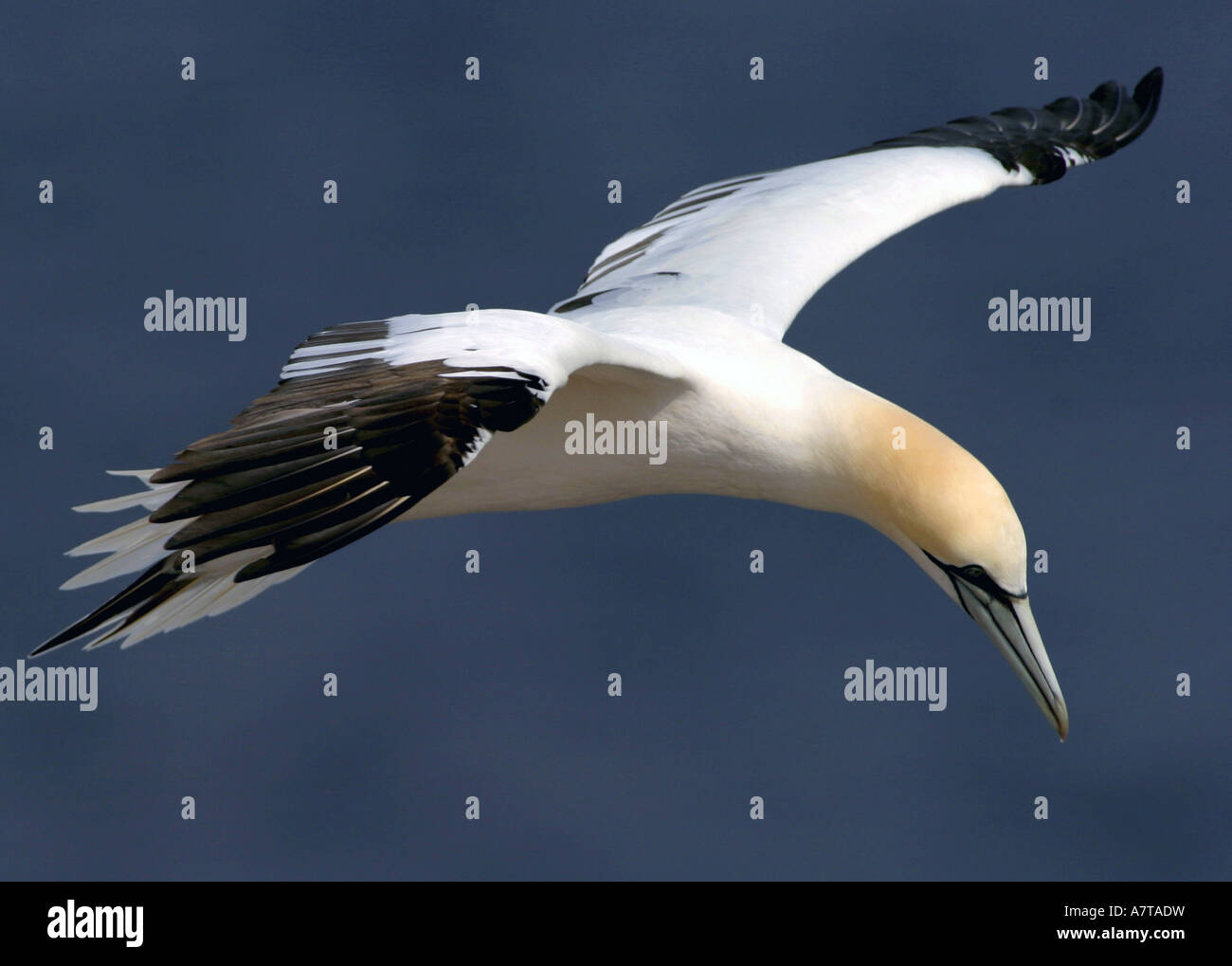 Close-up of bird in flight Stock Photo - Alamy