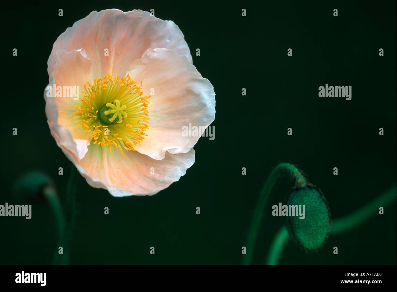 Icelandic white poppy hi-res stock photography and images - Alamy