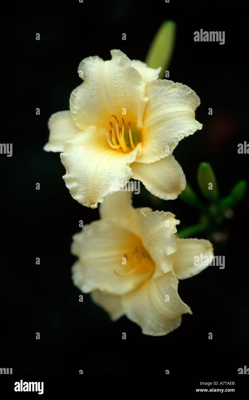 Miss amelia hi-res stock photography and images - Alamy