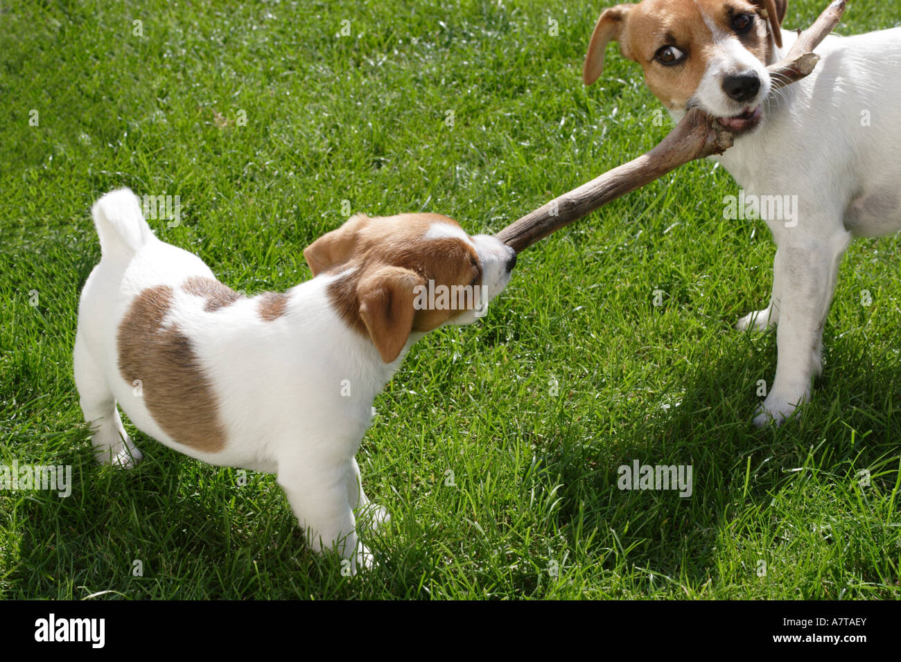 Two dogs pulling stick in lawn Stock Photo - Alamy