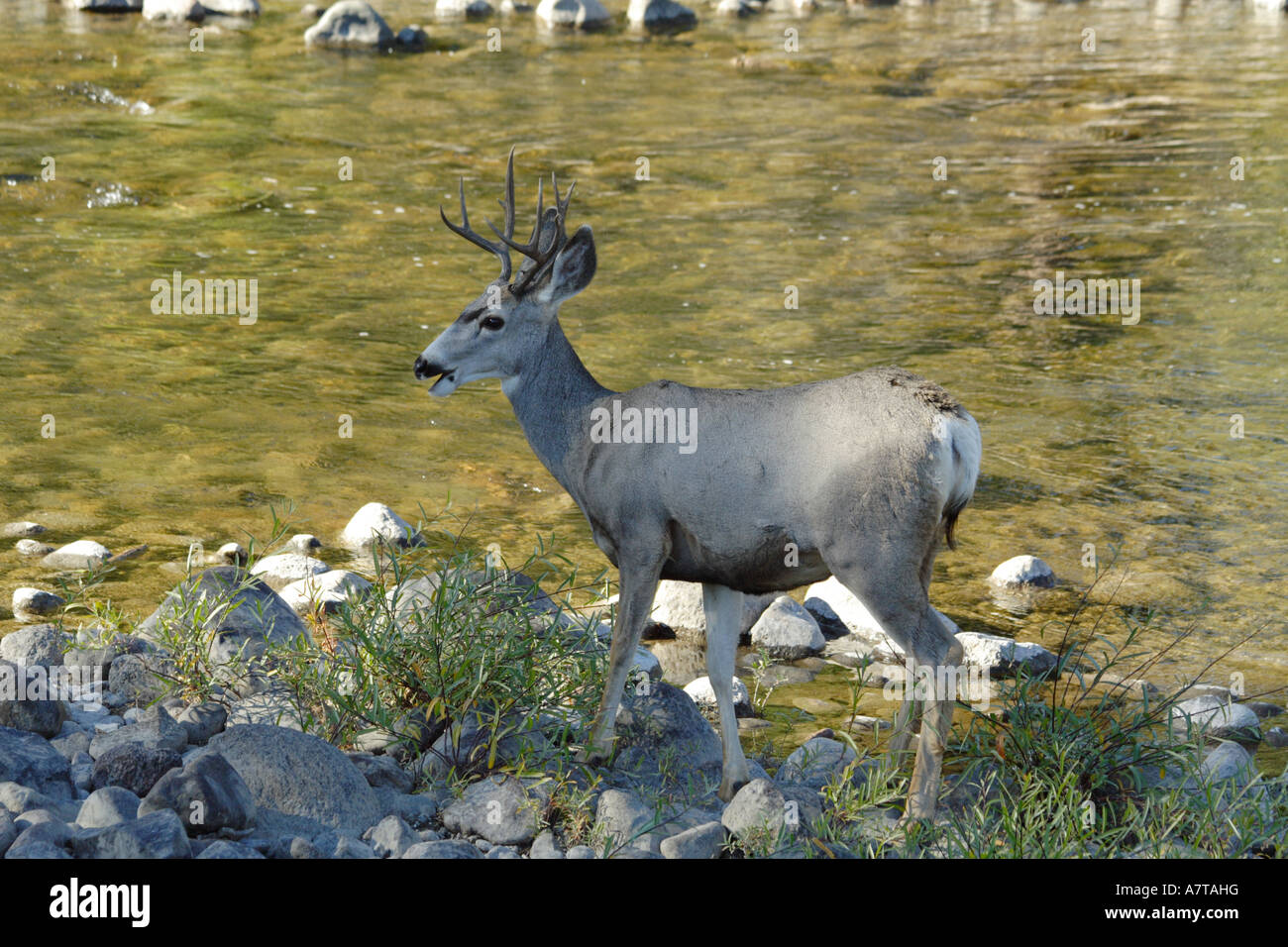 Mule buck on Slough Stock Photo - Alamy