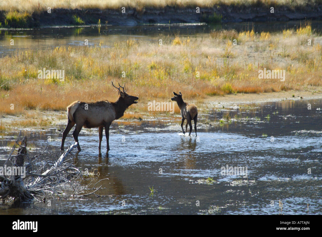 Two young elk Stock Photo - Alamy
