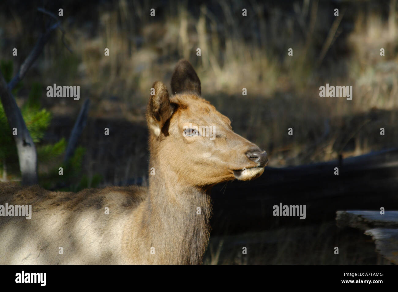Baby elk crying out for it's mom Stock Photo - Alamy