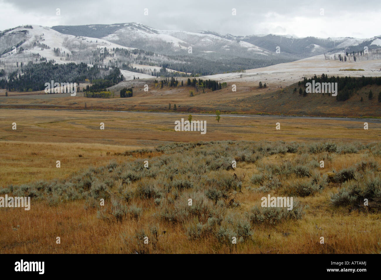The Lamar Valley Stock Photo - Alamy