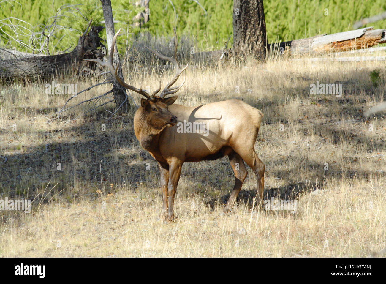 Giant antler hi-res stock photography and images - Alamy