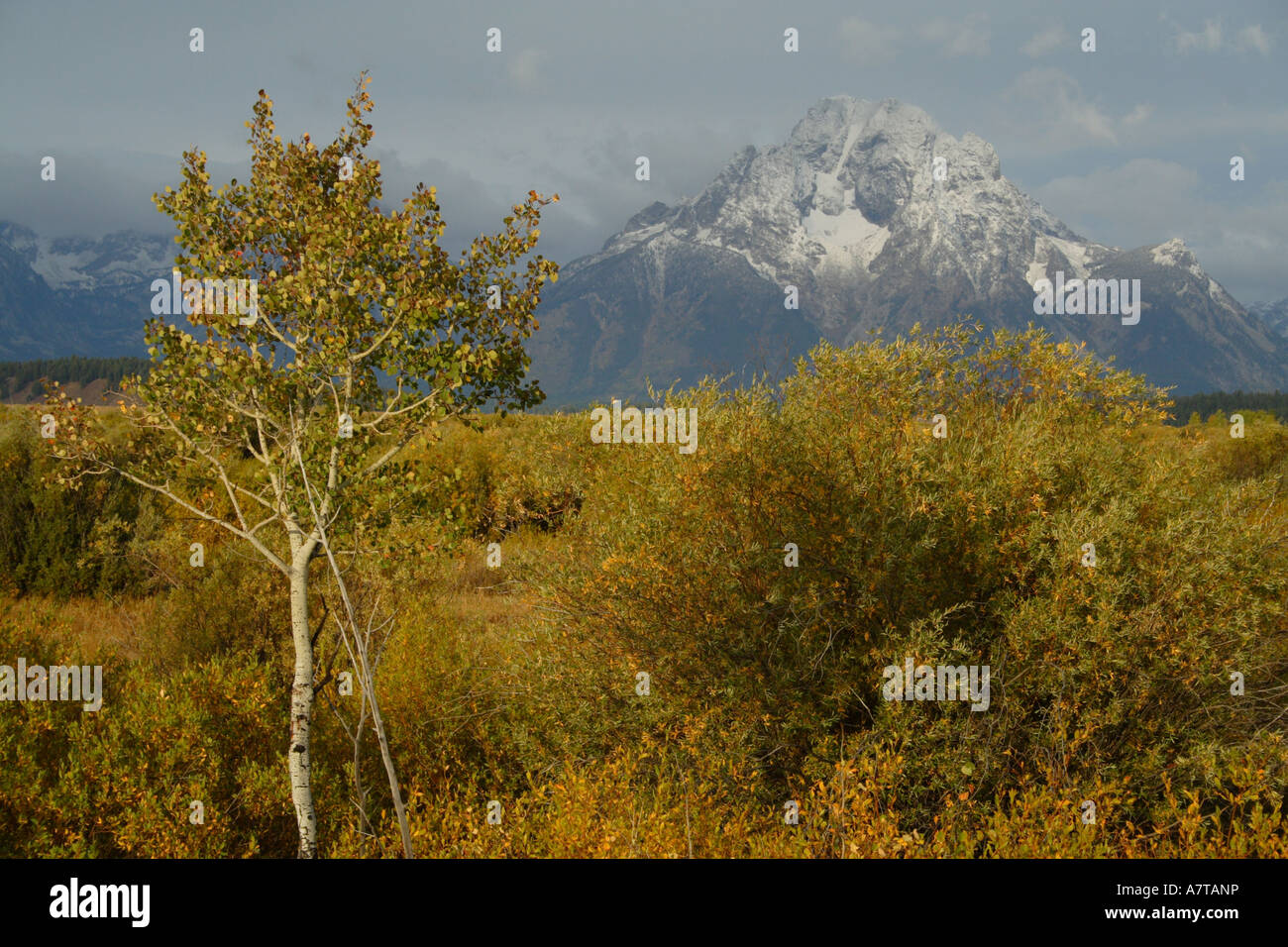 Moose Junction area Stock Photo - Alamy