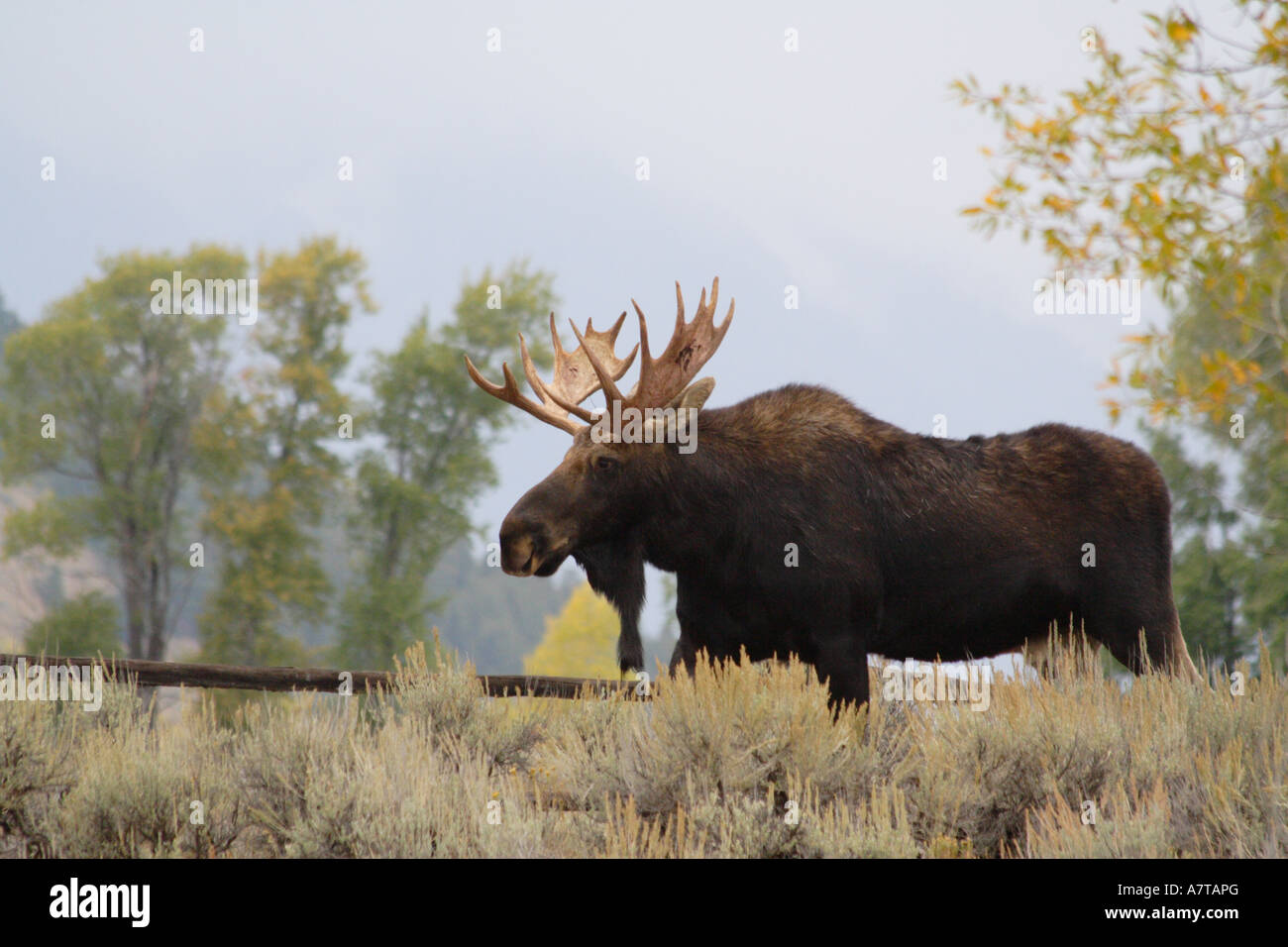 President of moose Stock Photo - Alamy