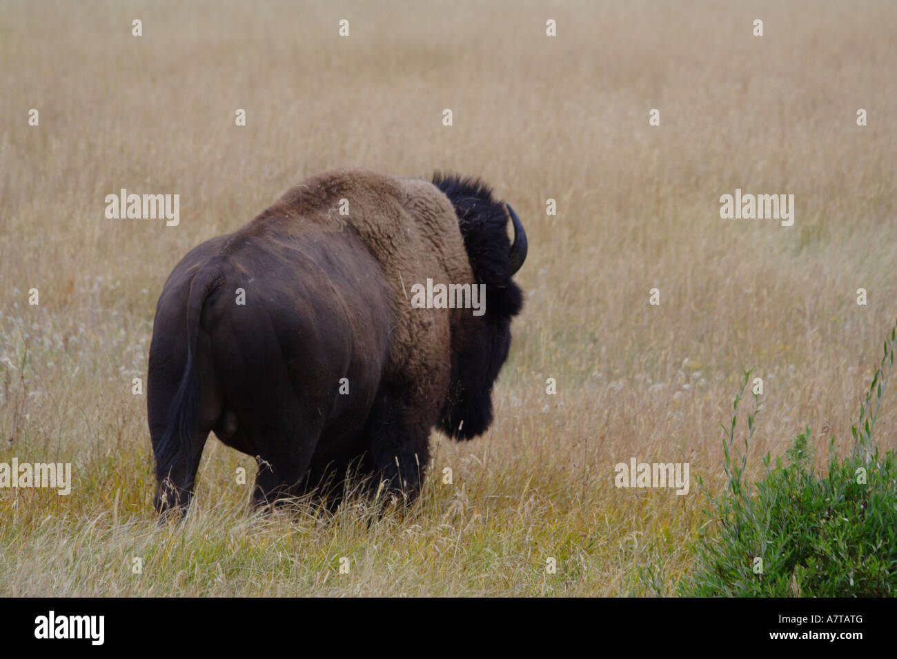 Giant bison hi-res stock photography and images - Alamy