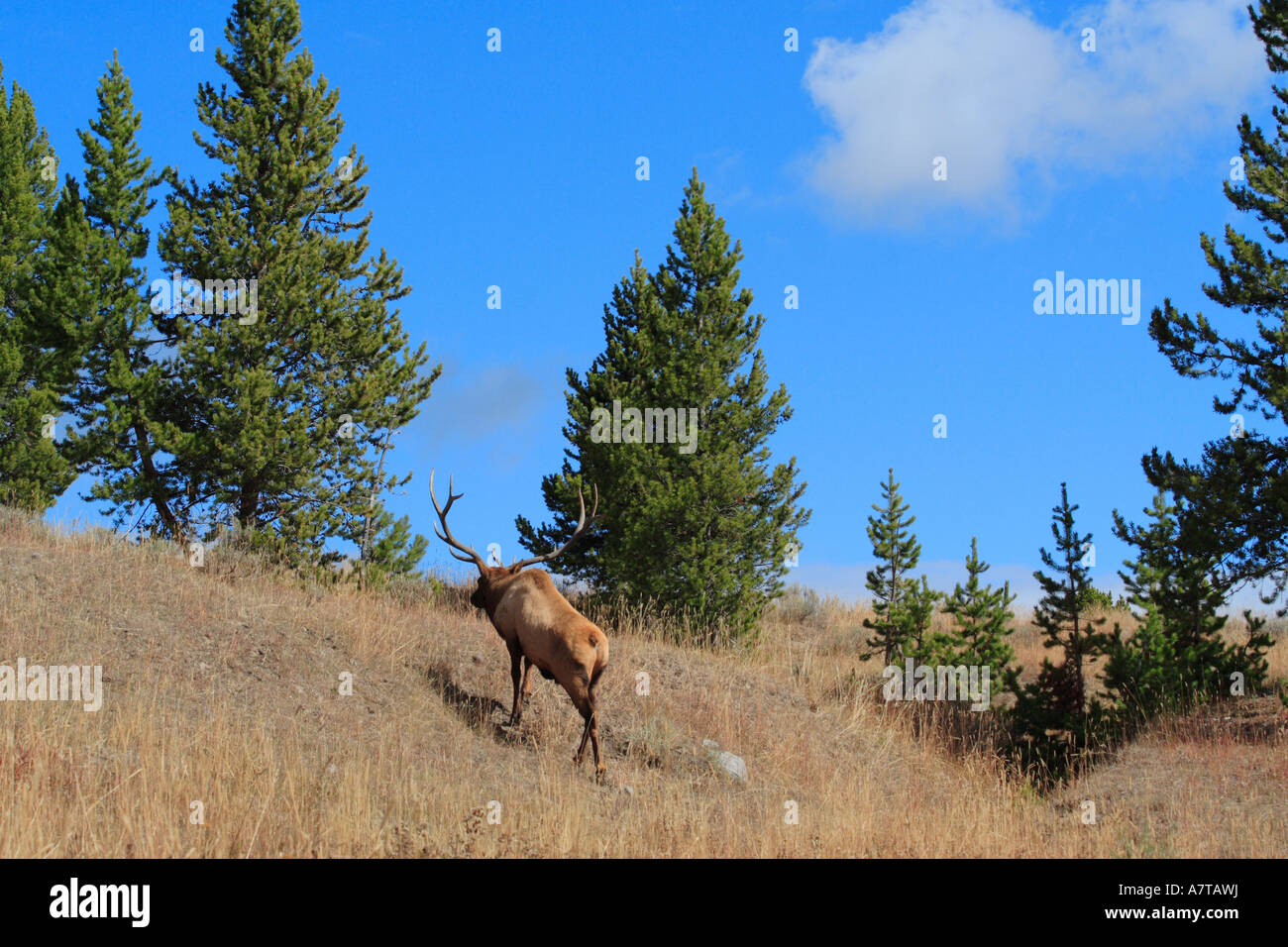 the elk leaves Stock Photo - Alamy