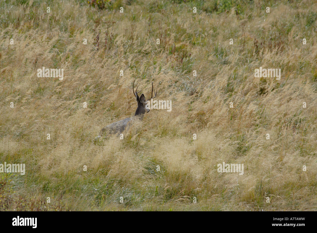 Magic Buck III Stock Photo - Alamy
