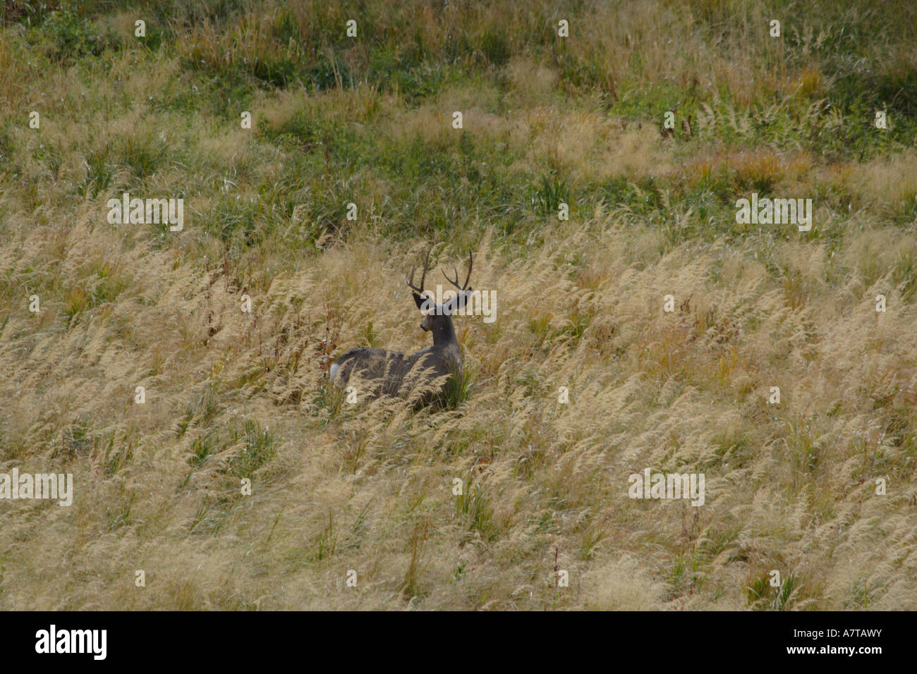 Magic deer hi-res stock photography and images - Alamy