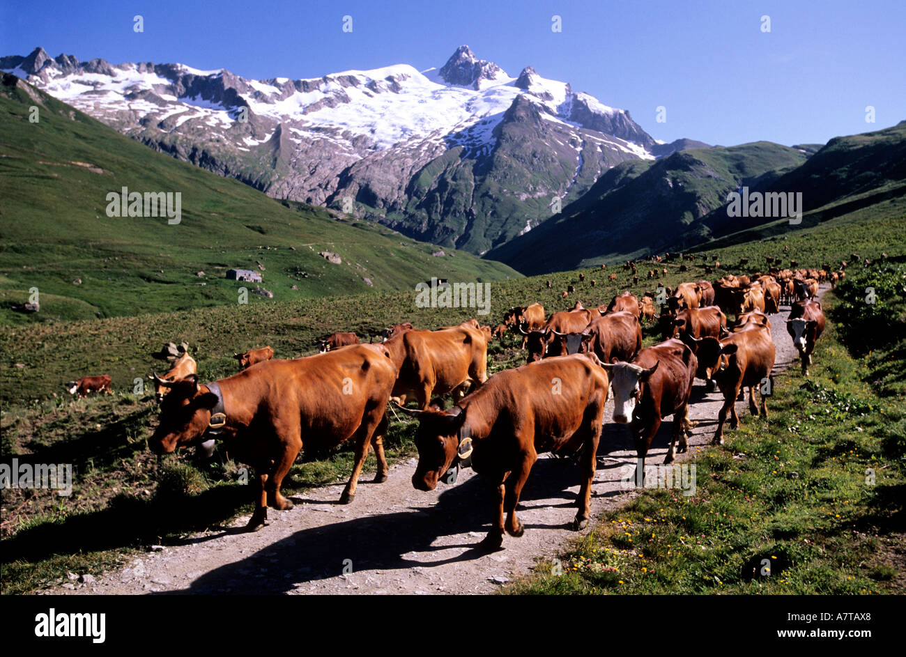 France, Savoie, Mont Blanc massif, herd of Tarine cows (Aiguille and ...