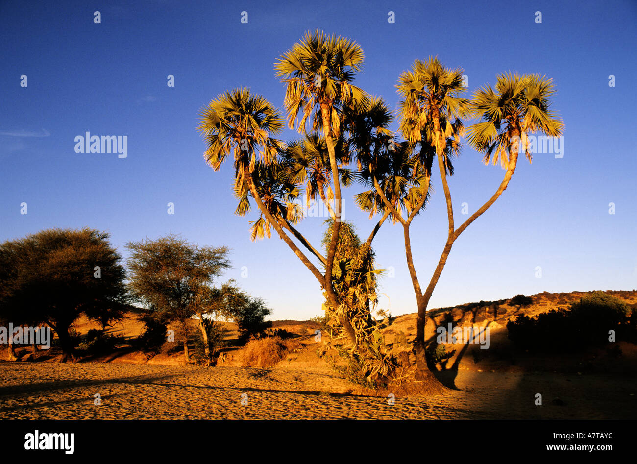 Air massif niger hi-res stock photography and images - Alamy