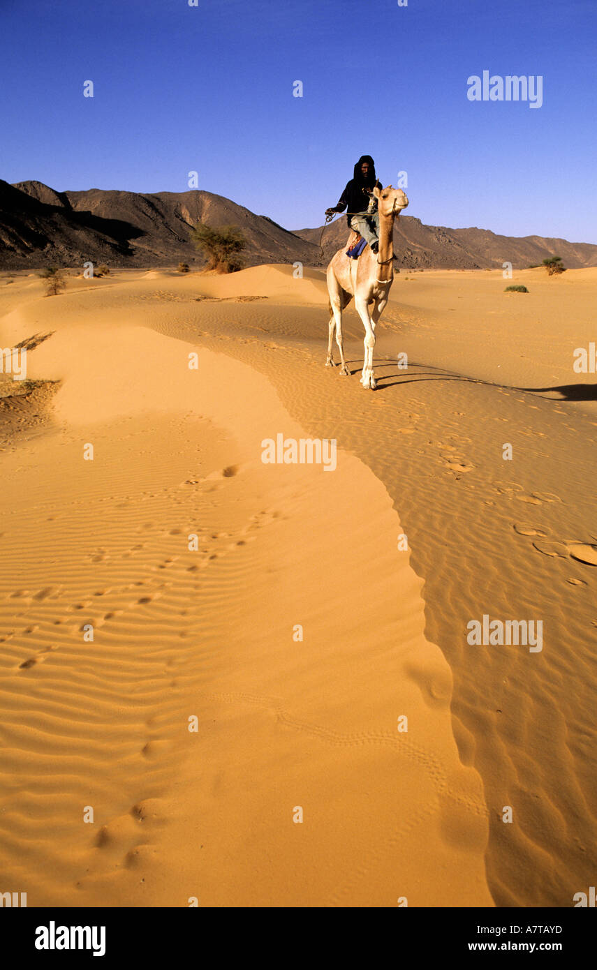 Niger, Sahara, Tenere desert, Tuareg camel rider in Arakao sand dunes ...