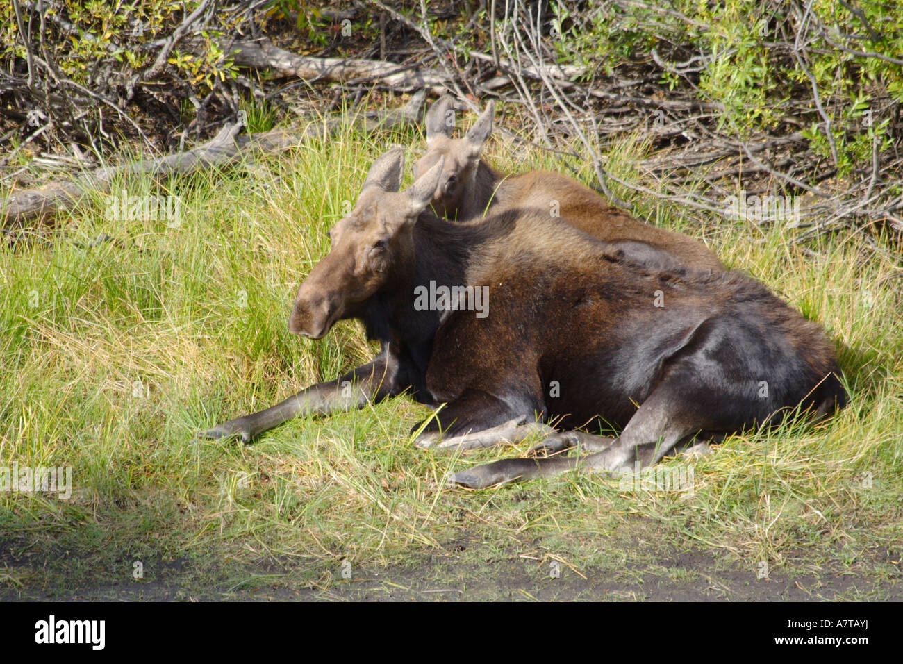 Mom and baby moose sleeping on shore Stock Photo - Alamy