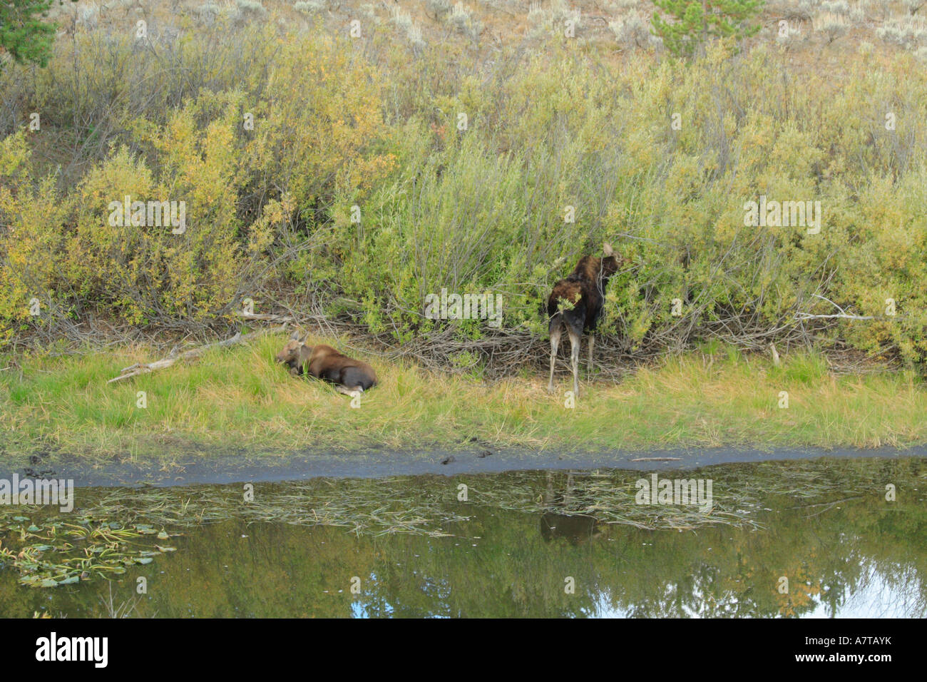 Mom and baby moose at pond Stock Photo - Alamy