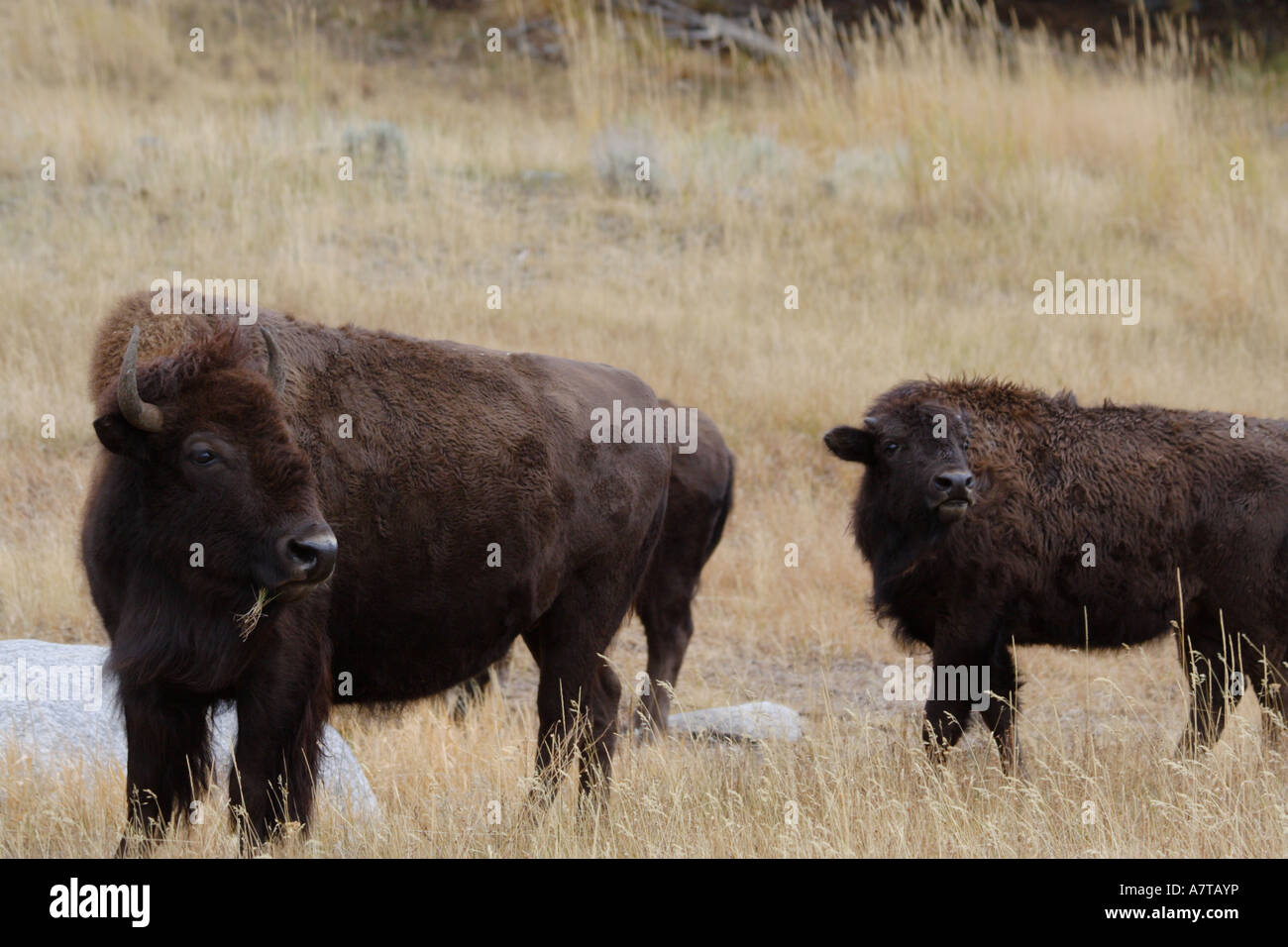 Baby bison in national hi-res stock photography and images - Alamy