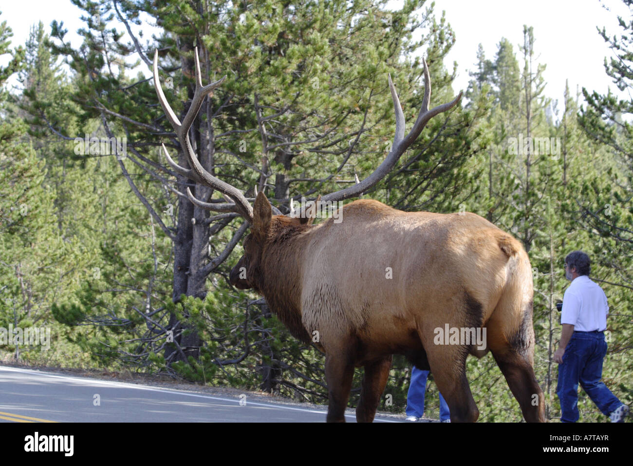 Giant elk hi-res stock photography and images - Alamy