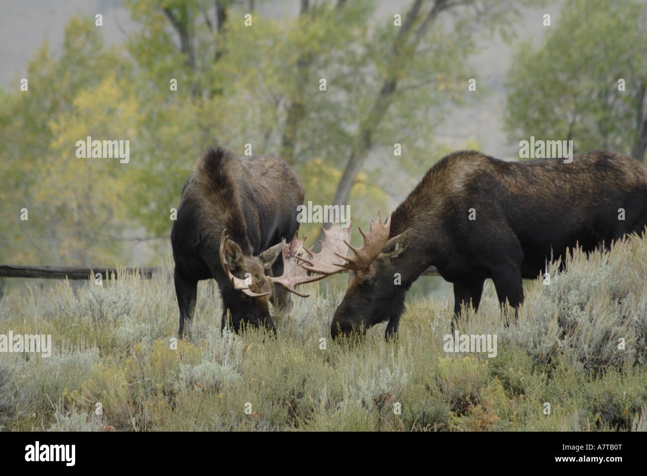 Moose browsing in park Stock Photo - Alamy