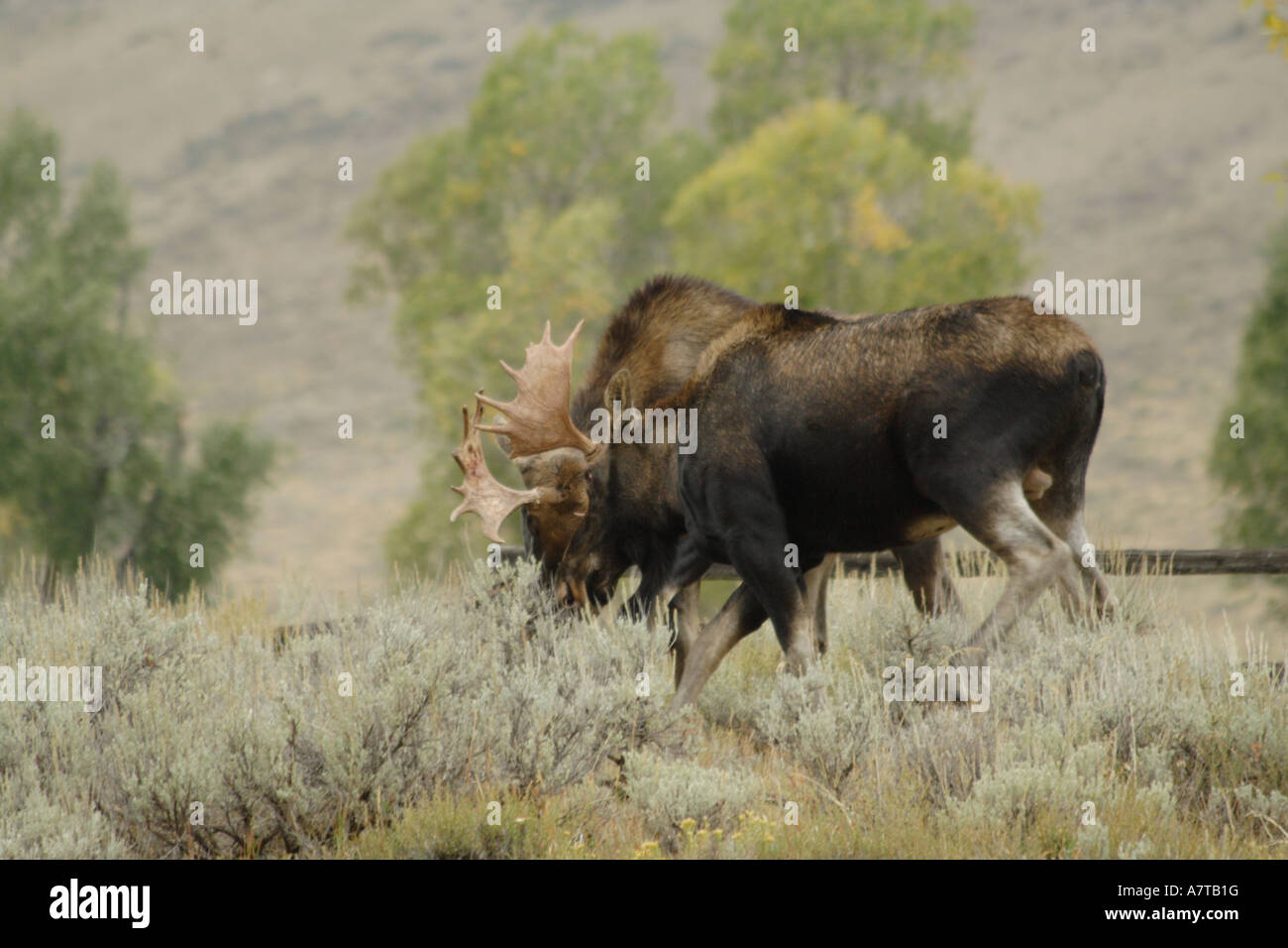 Moose fight hi-res stock photography and images - Alamy