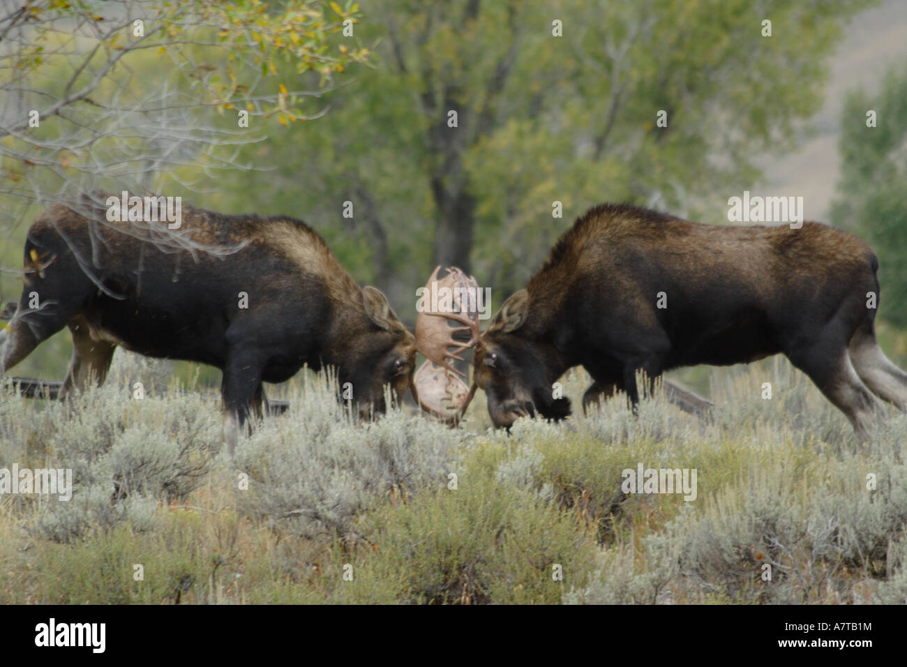 Big moose fight Stock Photo - Alamy