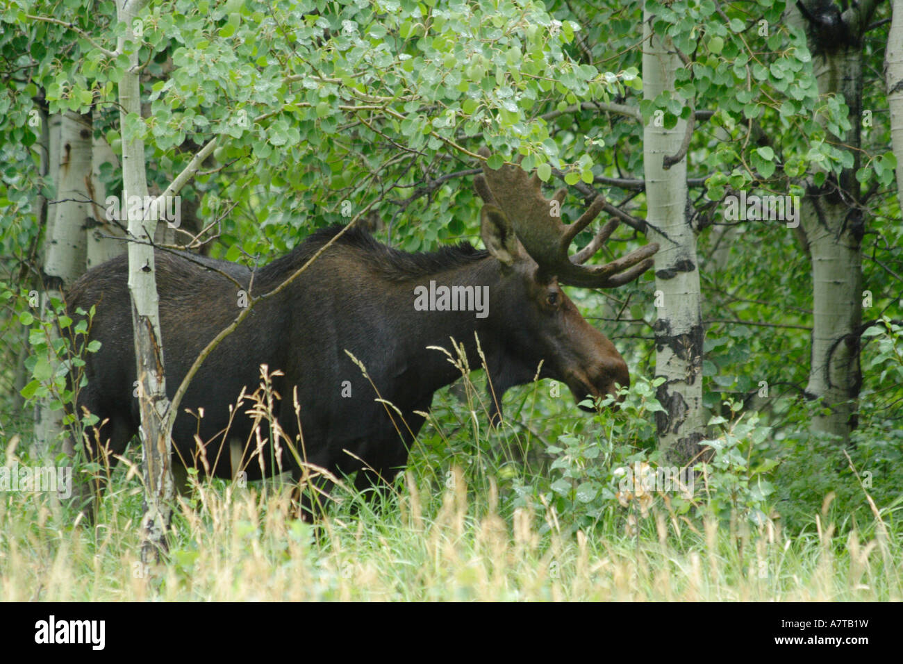 Giant moose hi-res stock photography and images - Alamy