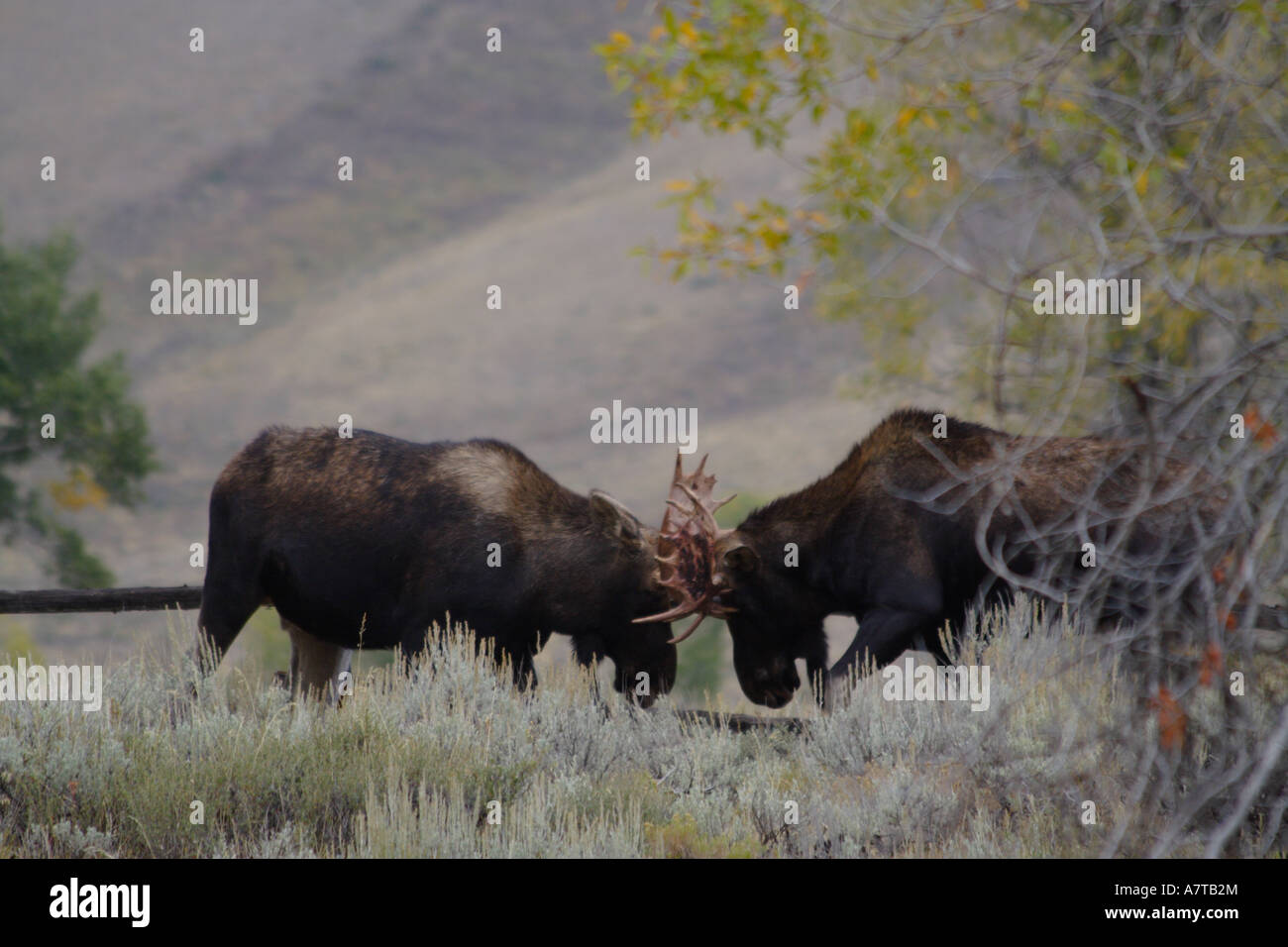 Moose fight hi-res stock photography and images - Alamy