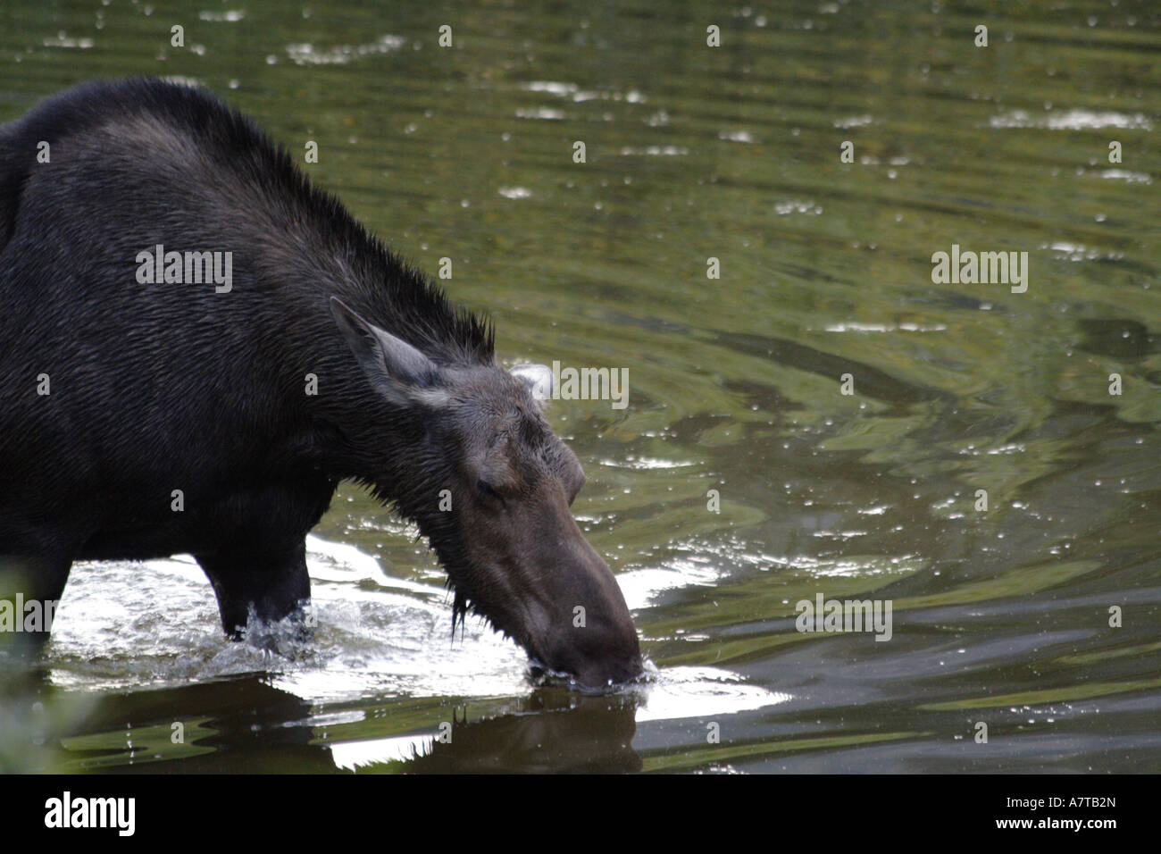 Big gulp hi-res stock photography and images - Alamy
