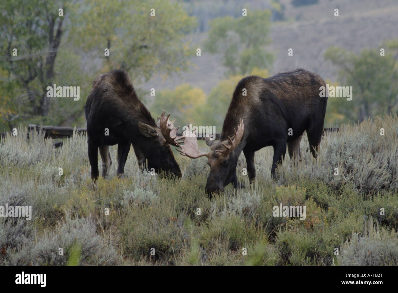 Goofy powerful hi-res stock photography and images - Alamy