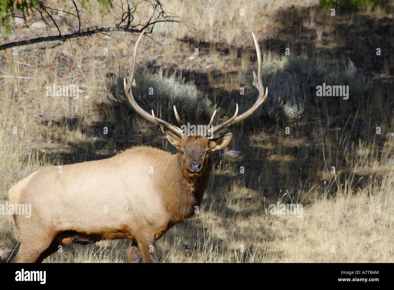 Goofy deer hi-res stock photography and images - Alamy