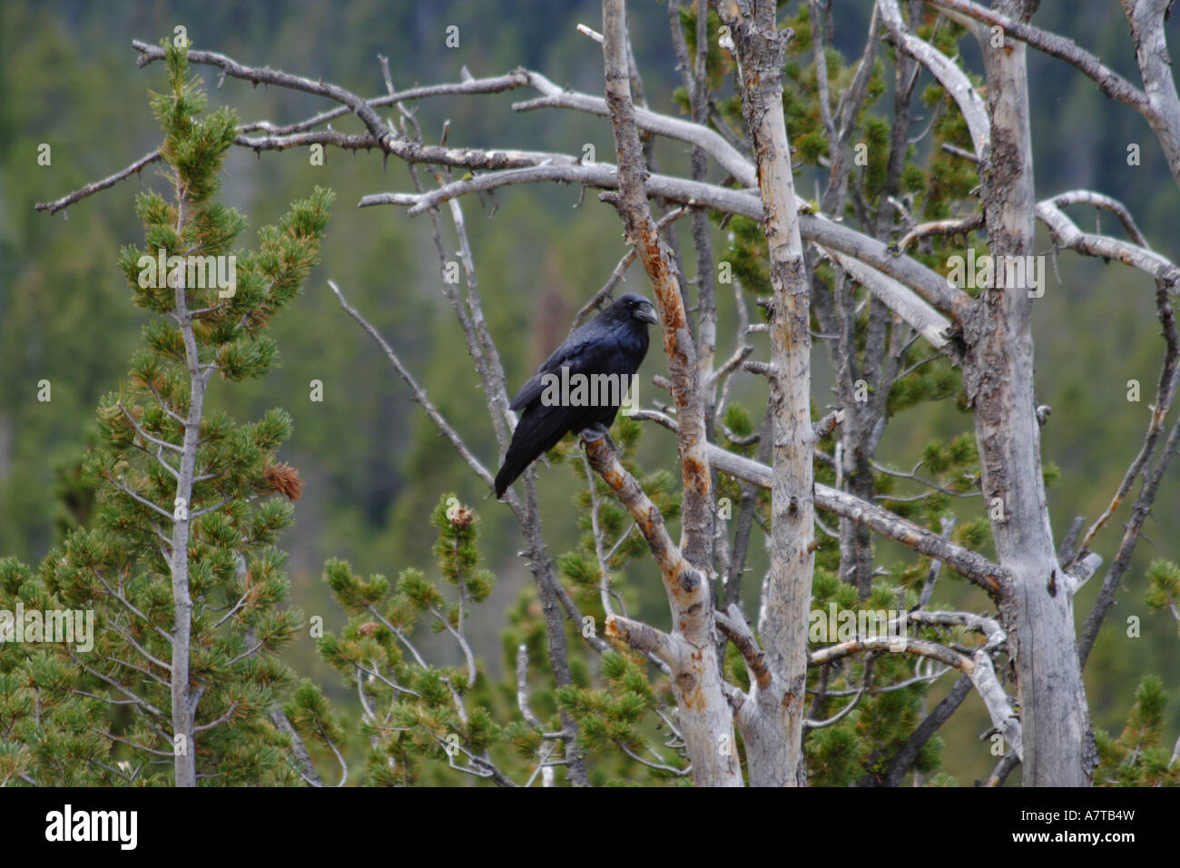 Raven nature hi-res stock photography and images - Alamy