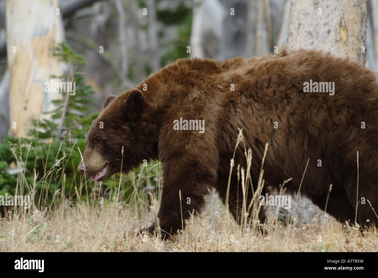"Rusty" the bear Stock Photo - Alamy