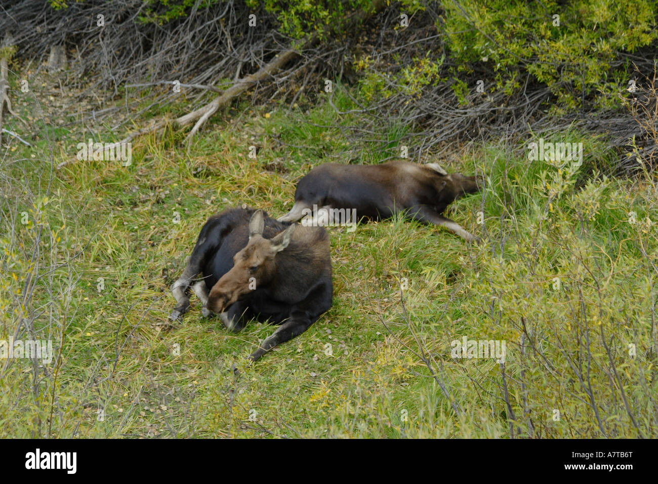 Moose Sleeping High Resolution Stock Photography and Images - Alamy