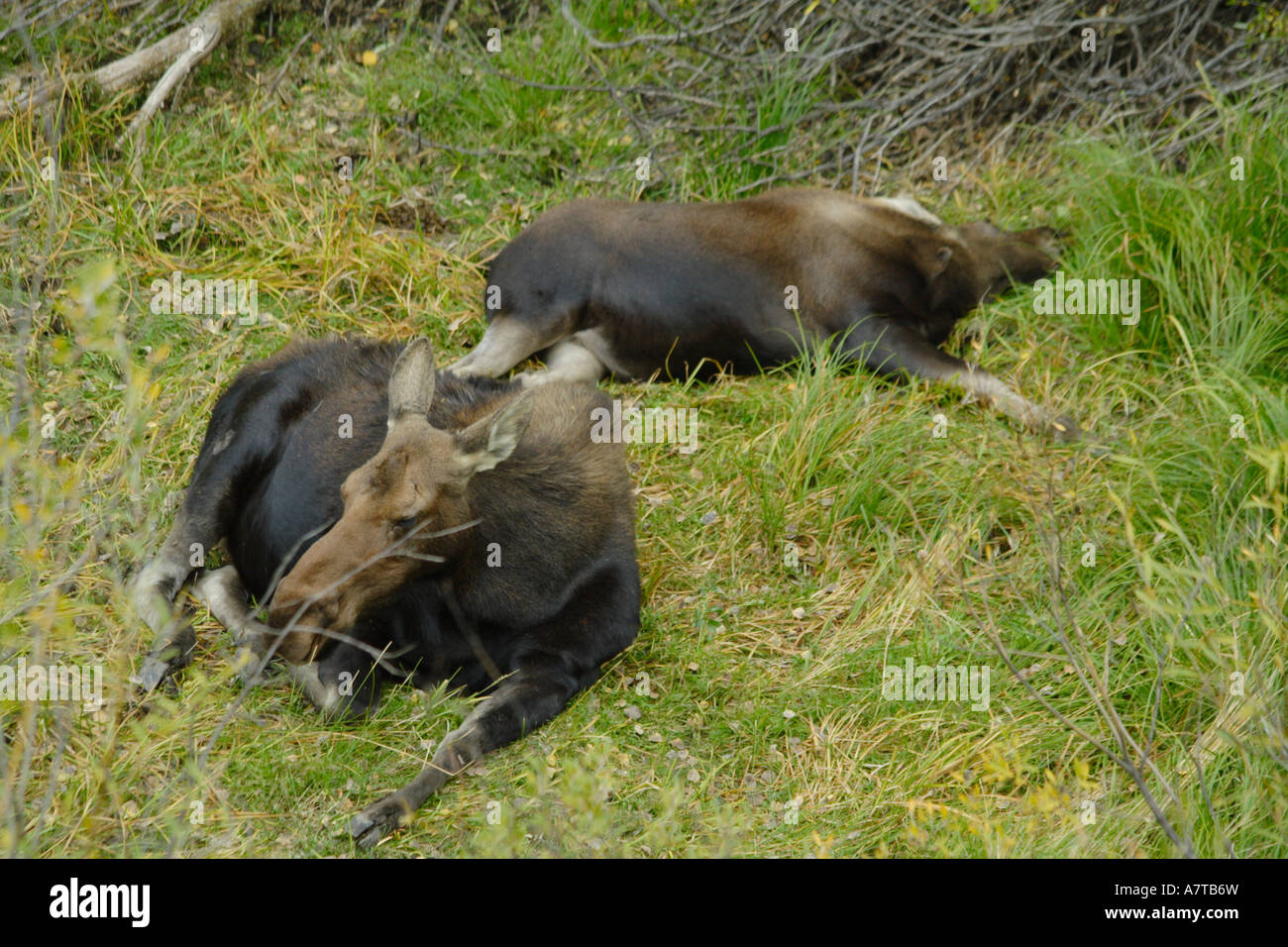 Moose sleeping hi-res stock photography and images - Alamy