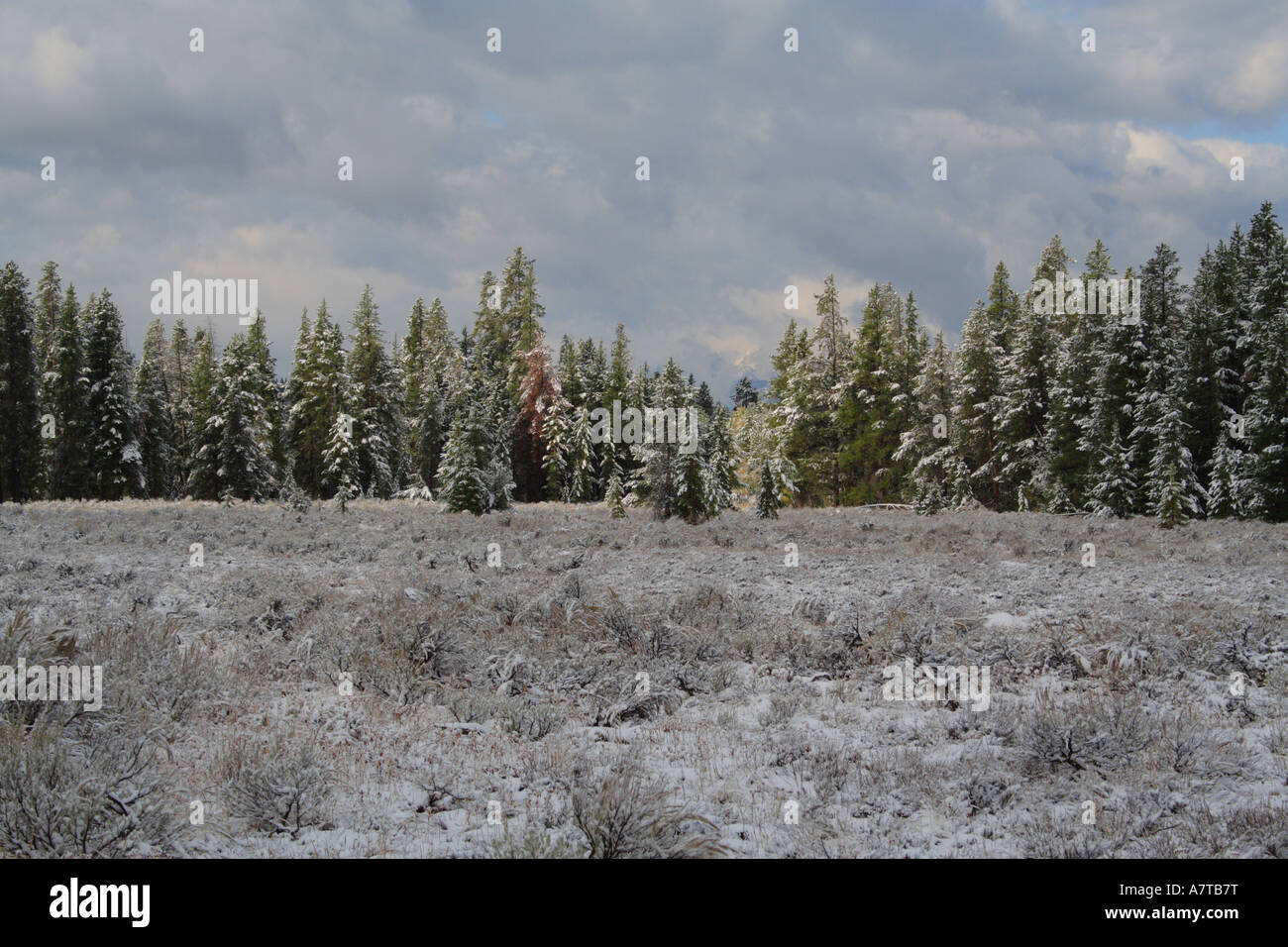 Deep woods and meadows after fresh snow Stock Photo - Alamy