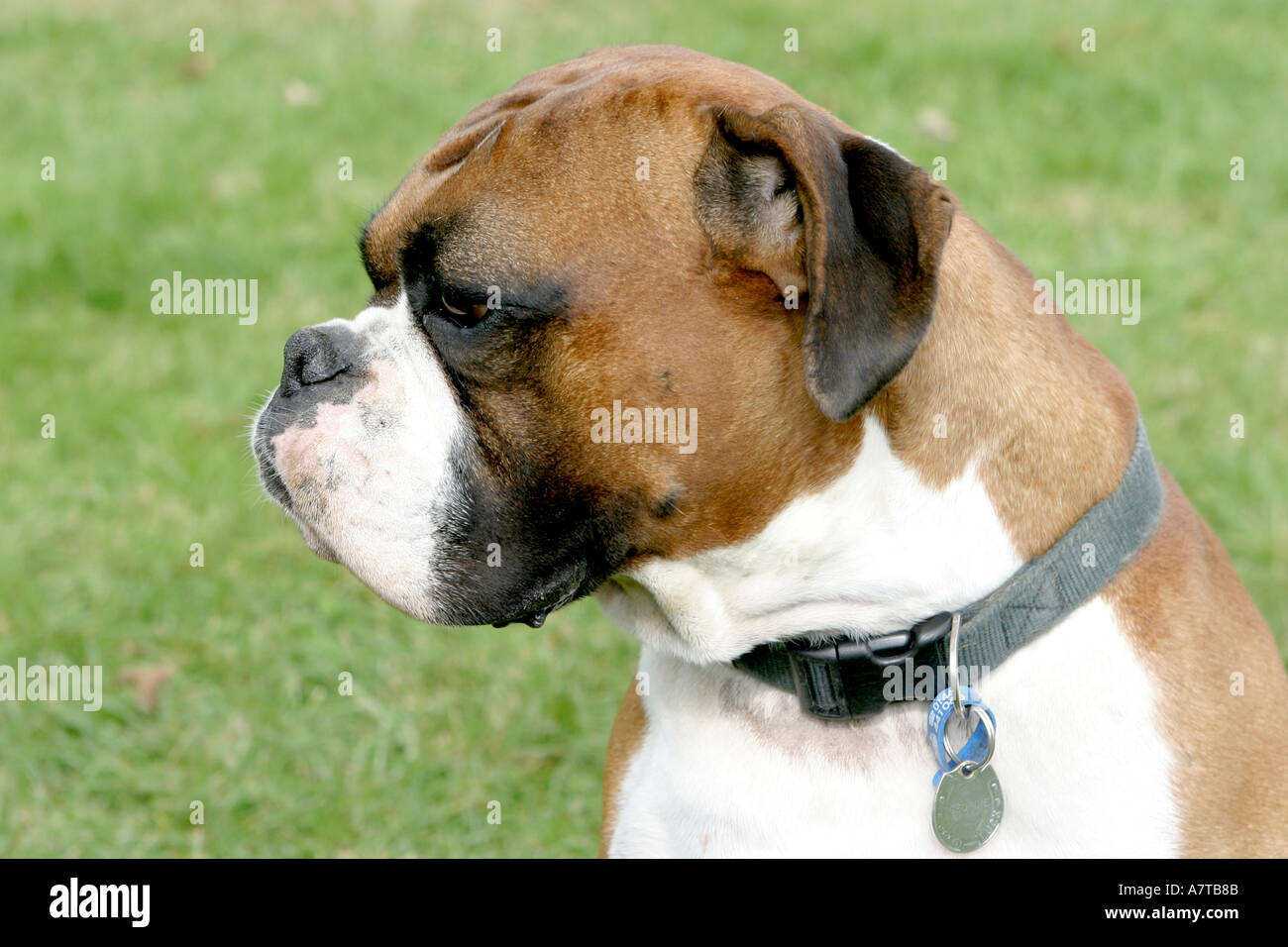 On Guard,Boxer Male Stock Photo - Alamy