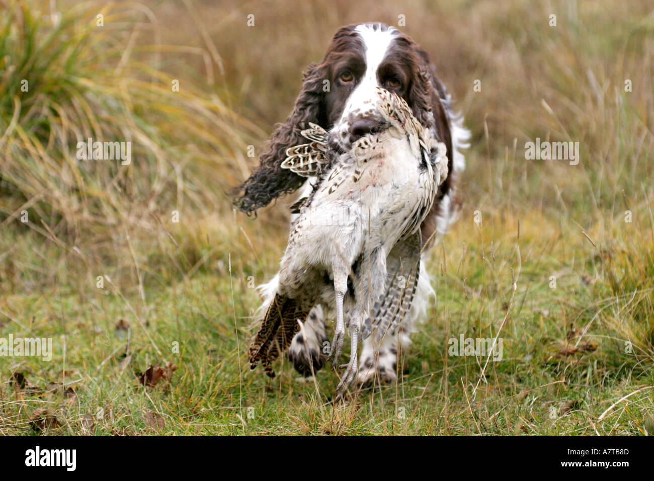 Last Retrieve of the day Stock Photo - Alamy