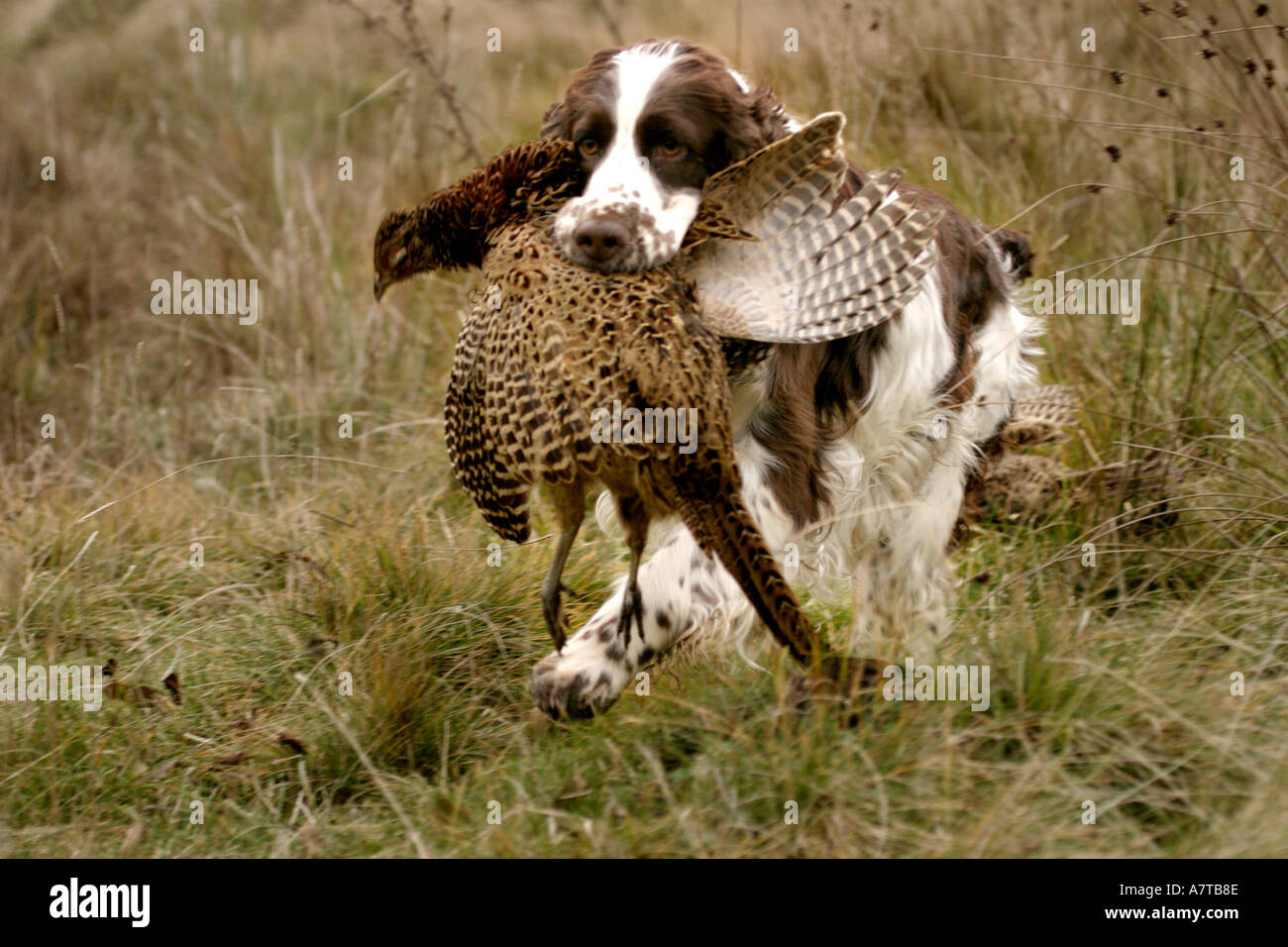 English springer retrieving bird adult hi-res stock photography and ...
