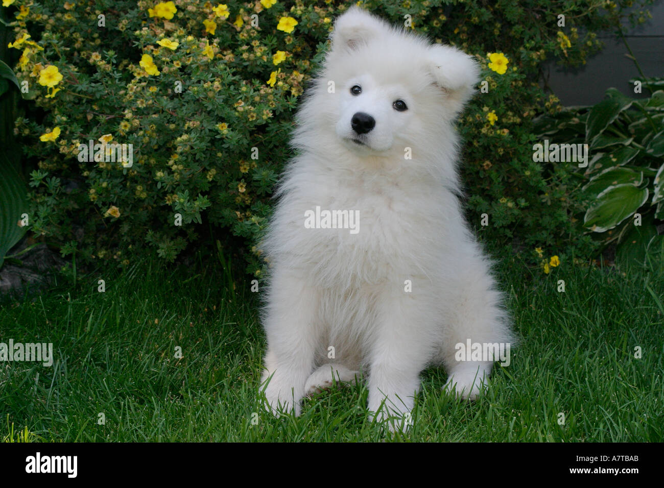 Portrait of Male Samoyed Puppy Stock Photo - Alamy