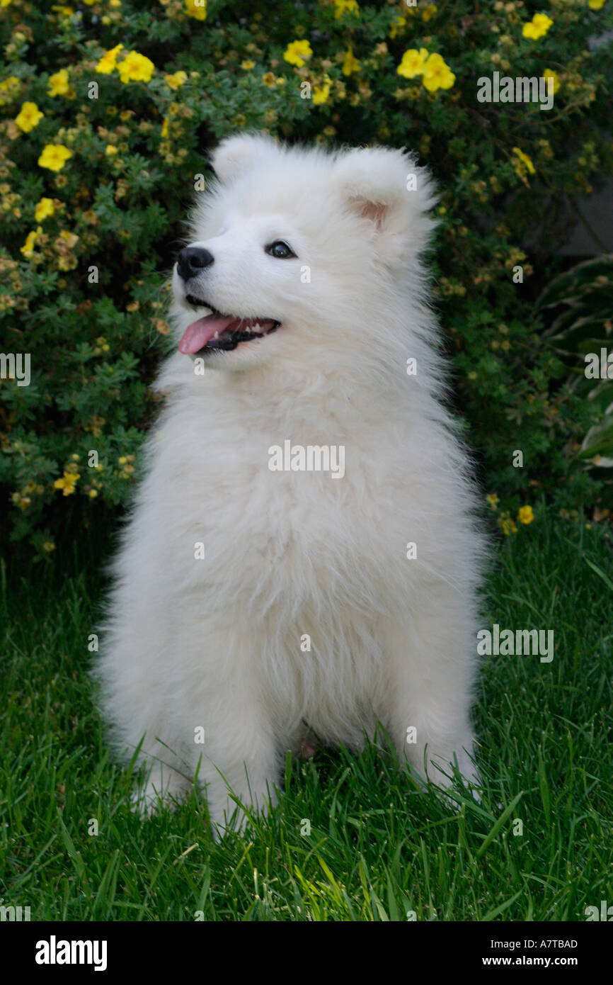 Portrait of Male Samoyed Puppy Stock Photo - Alamy