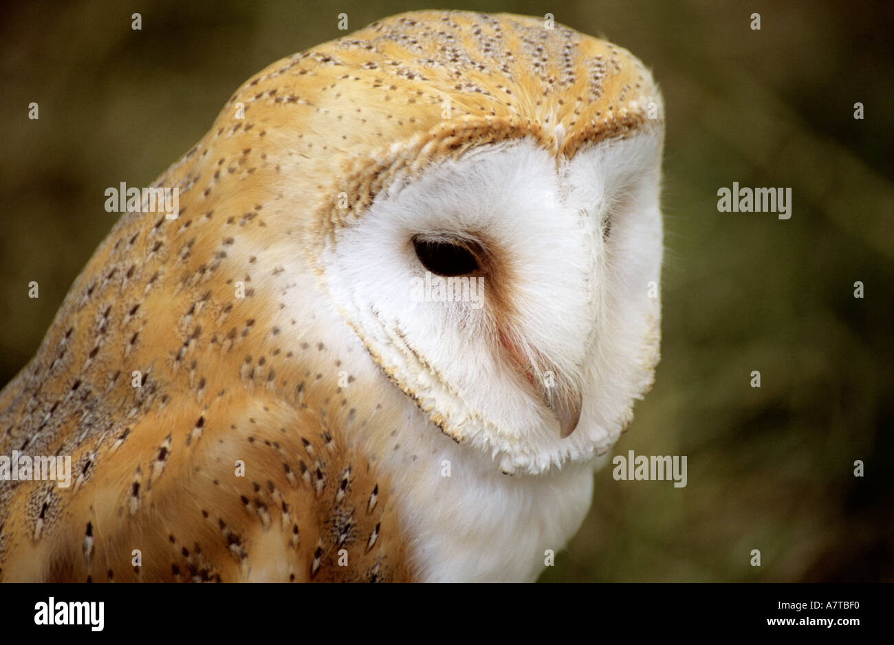Barn owl rescue hi-res stock photography and images - Alamy