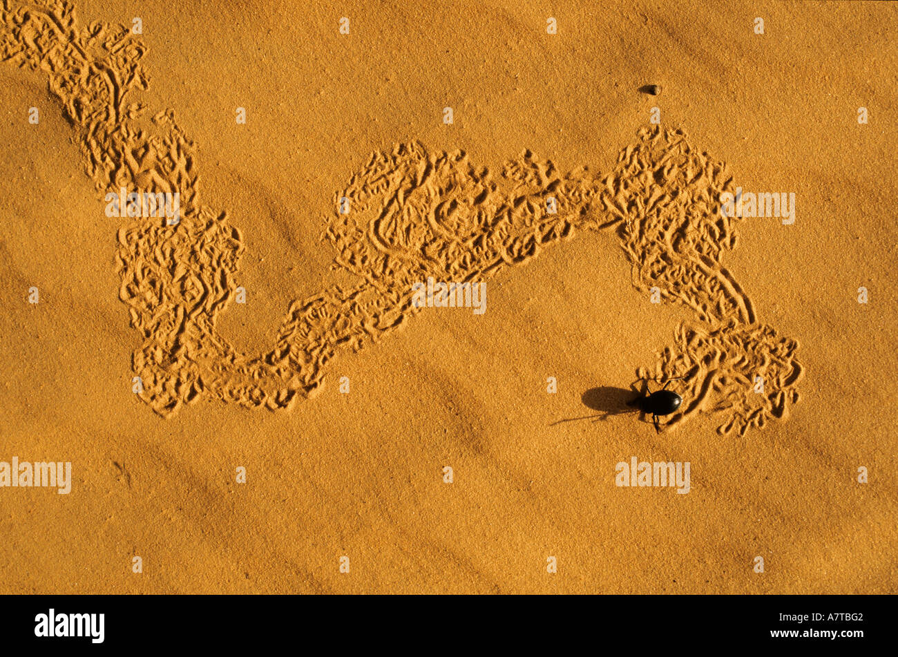 Niger, Sahara, Tenere desert, scarab Stock Photo - Alamy
