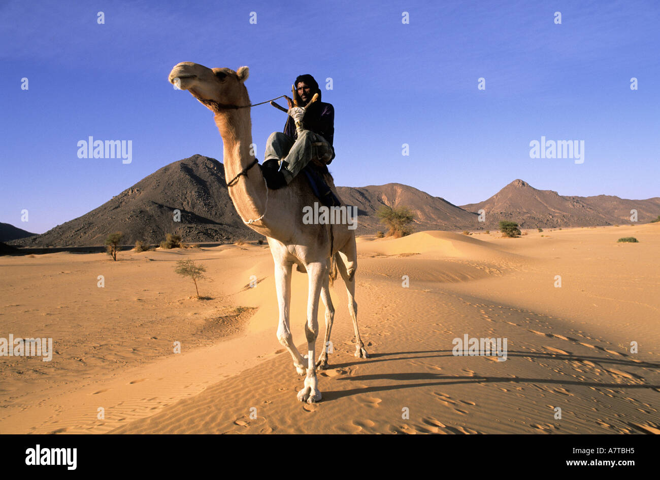 Niger, Sahara, Tenere desert, Tuareg camel rider in Arakao sand dunes ...